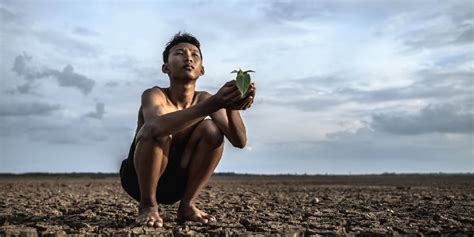 What Is The Impact Of Trees And Climate Change Local Tree