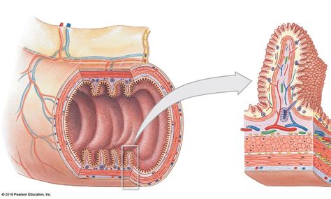 Histology Of Digestive Diagram Quizlet