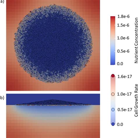 Limiting The Nutrient Diffusion Rate By The Number Of Bacterial Download Scientific Diagram