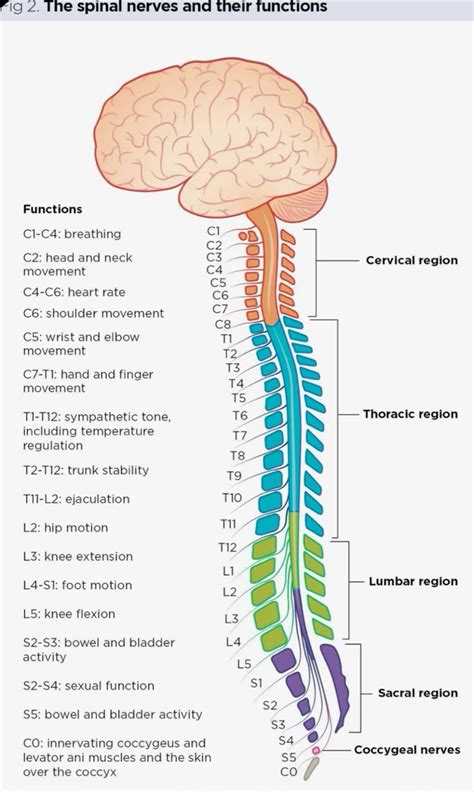 Spinal Nerves Basic Anatomy And Physiology Medical Babe Motivation Biology Facts