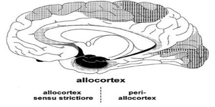 Allocortex Assignment Point