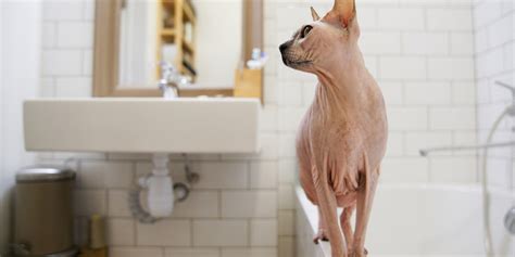 Sphynх Cat Skincare How To Care For A Hairless Cat Sphynx Cats And