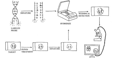 Fish Protocol It Includes Sample Pretreatment Denaturation Of Probe