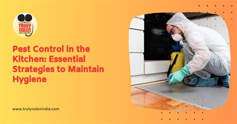 Pest Control In The Kitchen Essential Strategies To Maintain Hygiene
