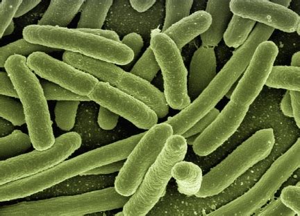 Bacillus Coagulans Viteducatief