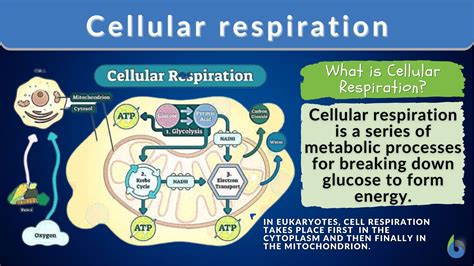 Process Diagram For Cell Respiration De Forma Simplificada A