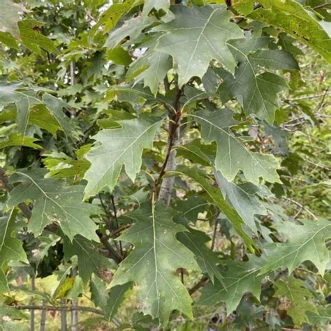 Red Oak Tree Bareroot Premium Northern Red Oak For Landscaping And Gardens