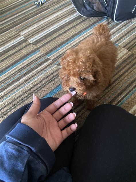 Tw Pornstars Priscilla Reiss Pictures And Videos From Twitter