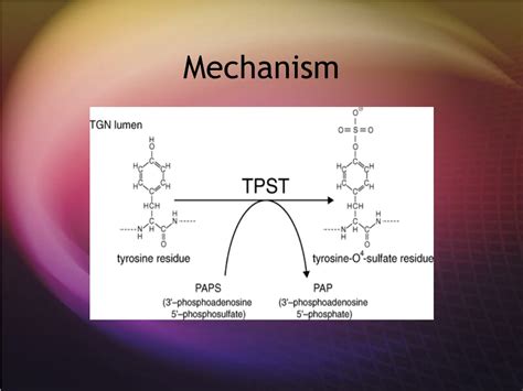 Ppt Post Translational Modification Powerpoint Presentation Free