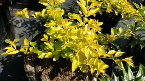 Duranta Golden Dew Drop — Kauai Seascapes Nursery