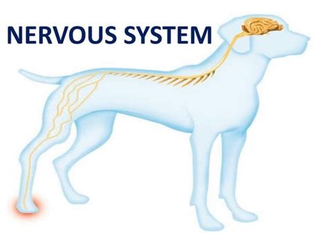 Classification And Poperties Of Nerve Fibres Pptx Brain And Nervous System Disorders