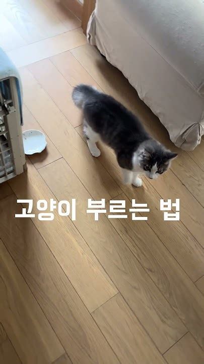 집안에 숨은 고양이 찾는 법 Youtube