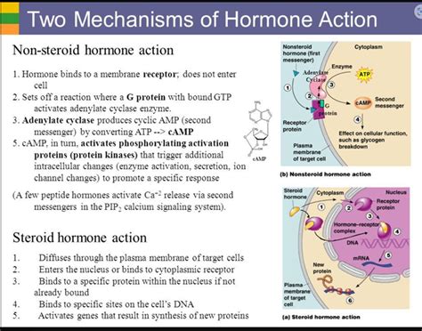 Solved 11 Explain The Action Of Hydrophobic Steroid Type Hormones