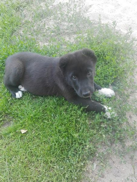 Пропала собака р он Рабочего коричневый ошейник Сейчас побольше чем на фото 2025 Потерянные