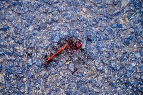 Ants Eating The Dead Body Of A Dragon Fly On The Tarred Road Stock
