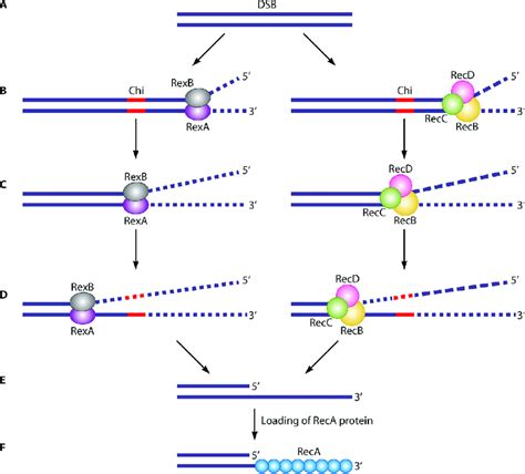 Model For Processing Of Dna Ends By S Aureus Rexab Or E Coli Recbcd