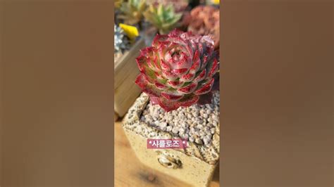 세자매아름다육샤를로즈 사랑스럽죠꽃보다예쁠지도 ♡예쁘다는말밖에~ Youtube