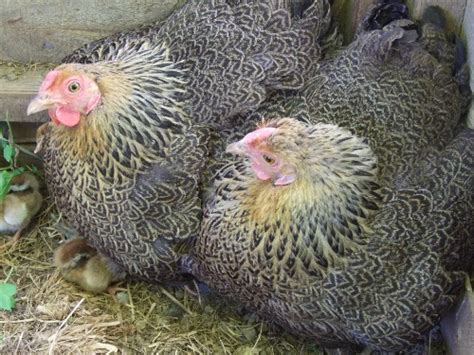 Mysterious Poultry Breeding Terms Sex Linking And Double Mating