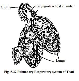 Toad Respiratory System