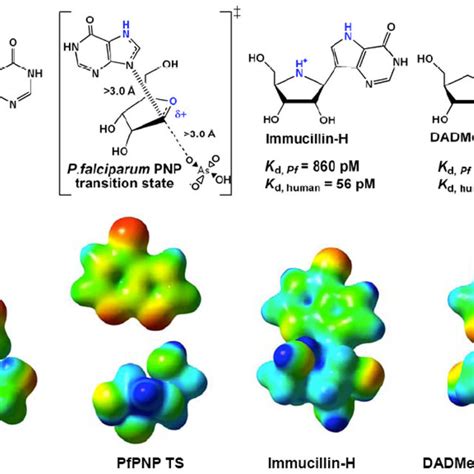 A Substrate Transition State And Transition State Analogue Download Scientific Diagram