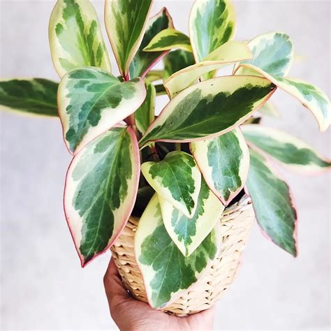 Rainbow Peperomia How Much Water And Light Does It Need To Thrive