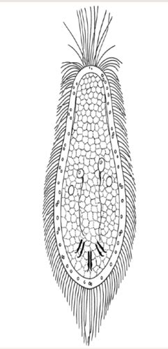 Parasitology Midterm 2 Flashcards Quizlet