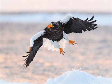 Stellers Sea Eagle Range And Habitat Birdfact
