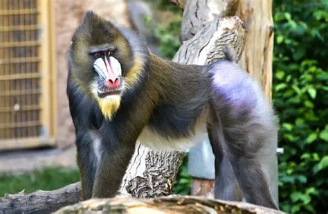 Mandrill Description Habitat Image Diet And Interesting Facts