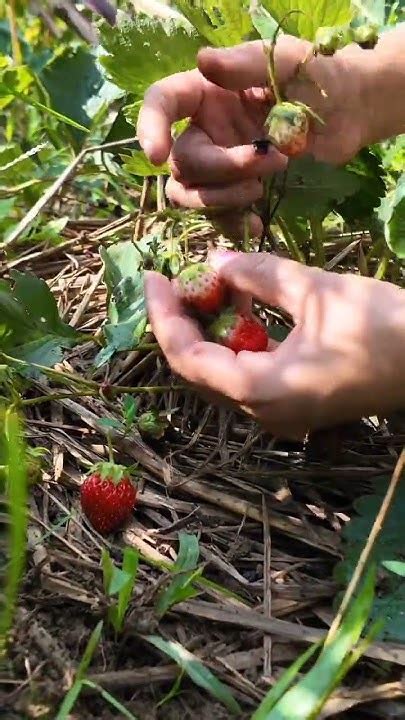 Strawbarry Shorts Youtubeshorts Shortvideo Youtube