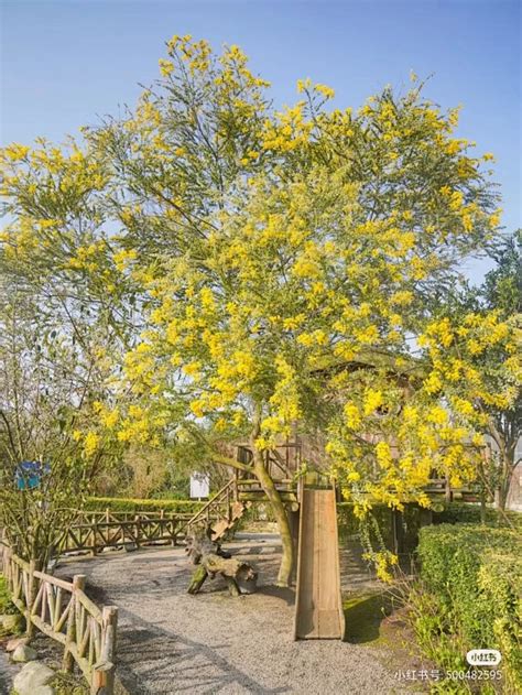 银叶金合欢 花瓣网