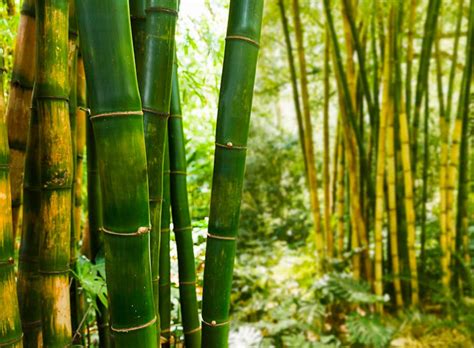 Bambu Naturalmente