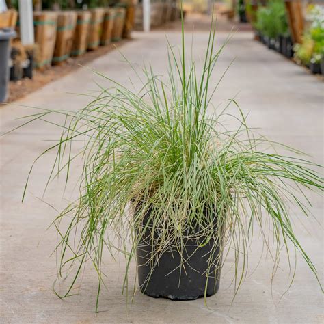 Cape Rush Grass Shrubs Moon Valley Nurseries