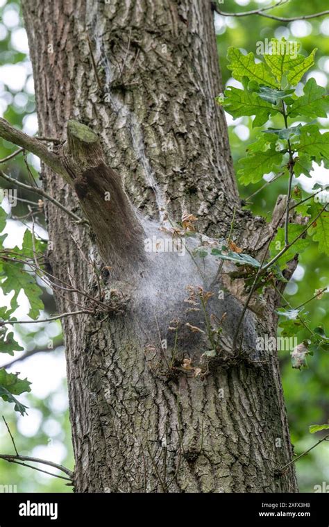 Oak Processionary Moth Thaumetopoea Processionea Nest On Oak Quercus