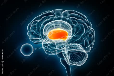 Forebrain Or Prosencephalon X Ray View 3d Rendering Illustration Human Brain And Nervous System