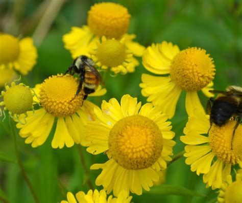 How To Grow Sneezeweed Helenium Autumnale Bright Lane Gardens
