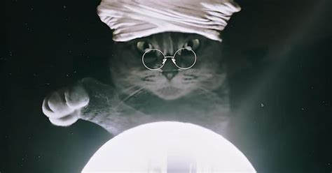 All Money Will Go To Catnip For Fortune Telling Cats Album On Imgur