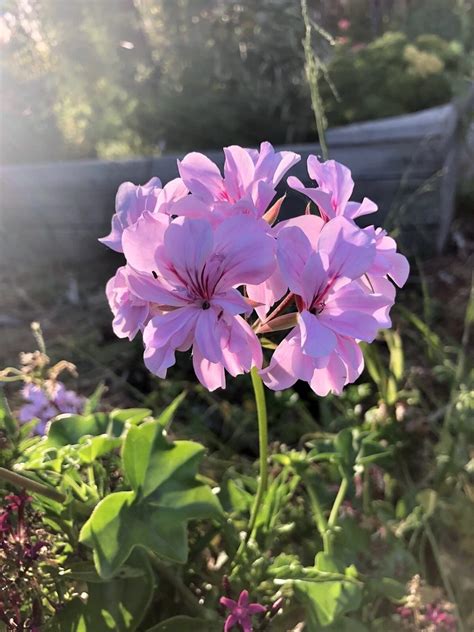 Pelargonium Peltatum