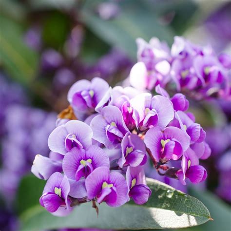 Hardenbergia Purple Seeds The Seed Collection