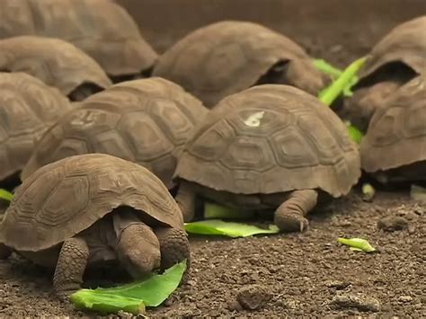 Diego The Tortoise Is Saving His Species By Having A Lot Of Sex Inverse