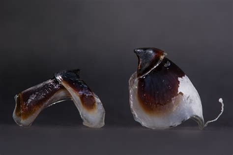 Foto De Polvo Bico E Mais Fotos De Stock De Anatomia Istock