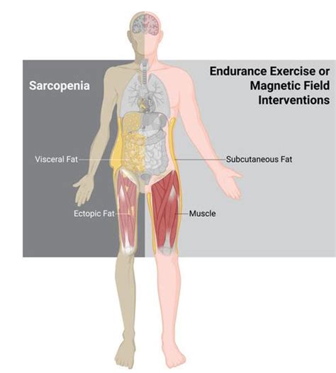 Review Of Evidence In Magnetic Mitohormesis In Human Health