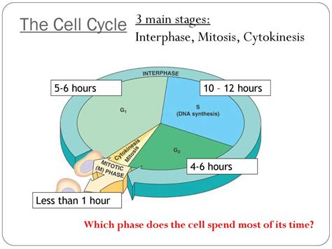 4 1 Cell Division And Genetic Material Ppt Download