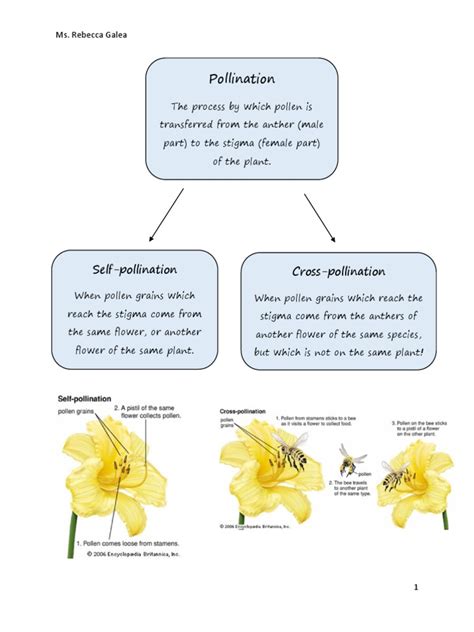 Understanding Pollination Methods Pdf