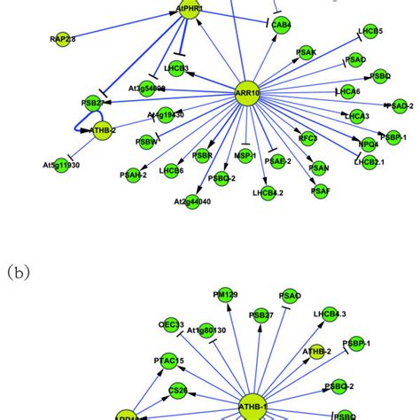 The Differential Gene Regulatory Networks A Under Reduced State Of Download Scientific