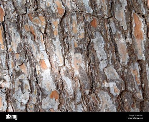 Texture Of Tree Trunk Stock Photo Alamy Texture Of Tree Trunk Stock Photo Alamy
