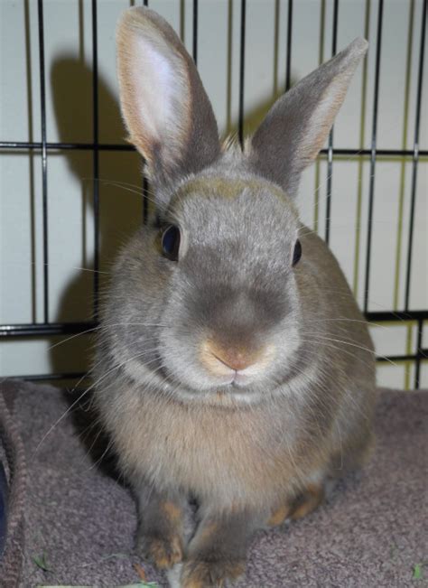 Sore Hocks Pododermatitis Rabbit Behaviour Health And Care