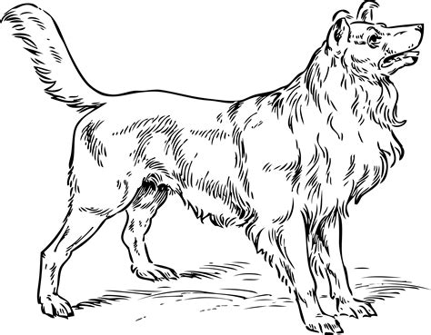 Black And White Dog Drawing At Explore Collection
