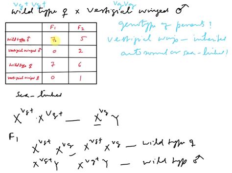 SOLVED Question 13 10 Points A Simple Drosophila Melanogaster Cross Wild Type Female X