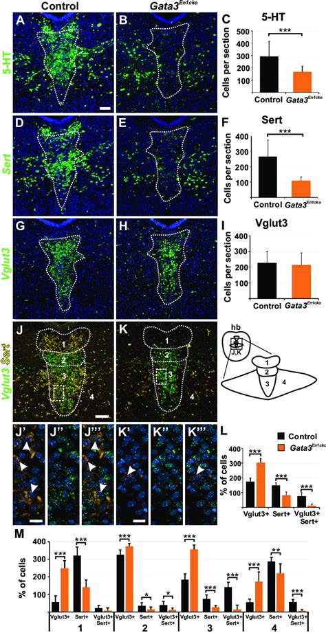Development Of Dorsal And Median Raphe Neuron Subgroups In Gata3 Download Scientific Diagram