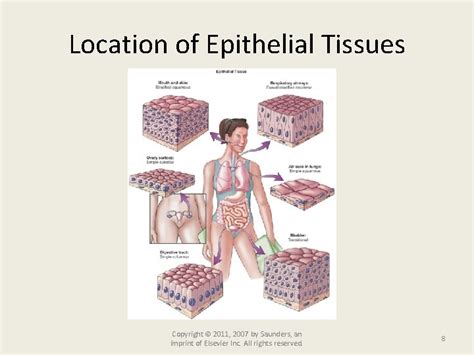 The Human Body In Health And Illness 4